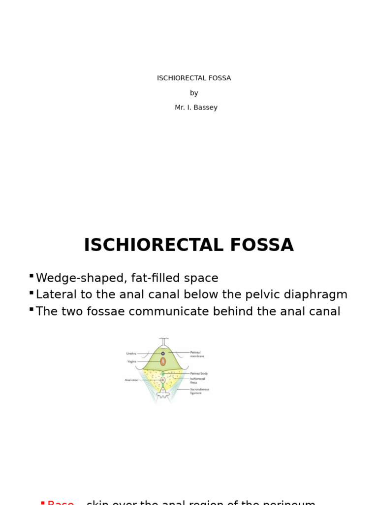Ischiorectal Fossa | PDF