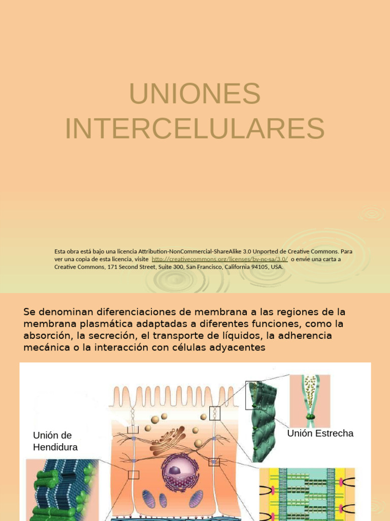 Uniones Intercelulares | PDF