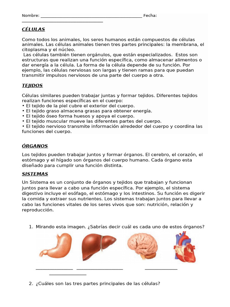 Comprensión Lectora 1 Organización Del Cuerpo Humano | PDF