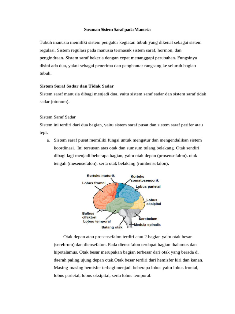 Saraf Dan Pernafasan Idk | PDF