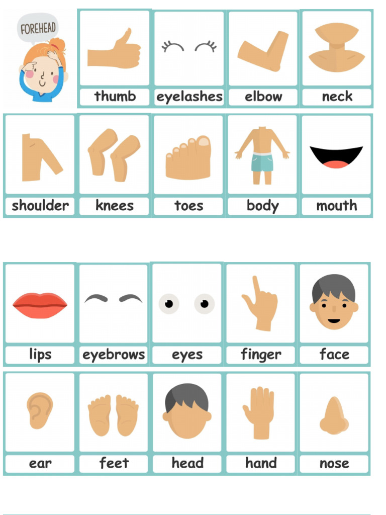 Flash Card Part of Body | PDF