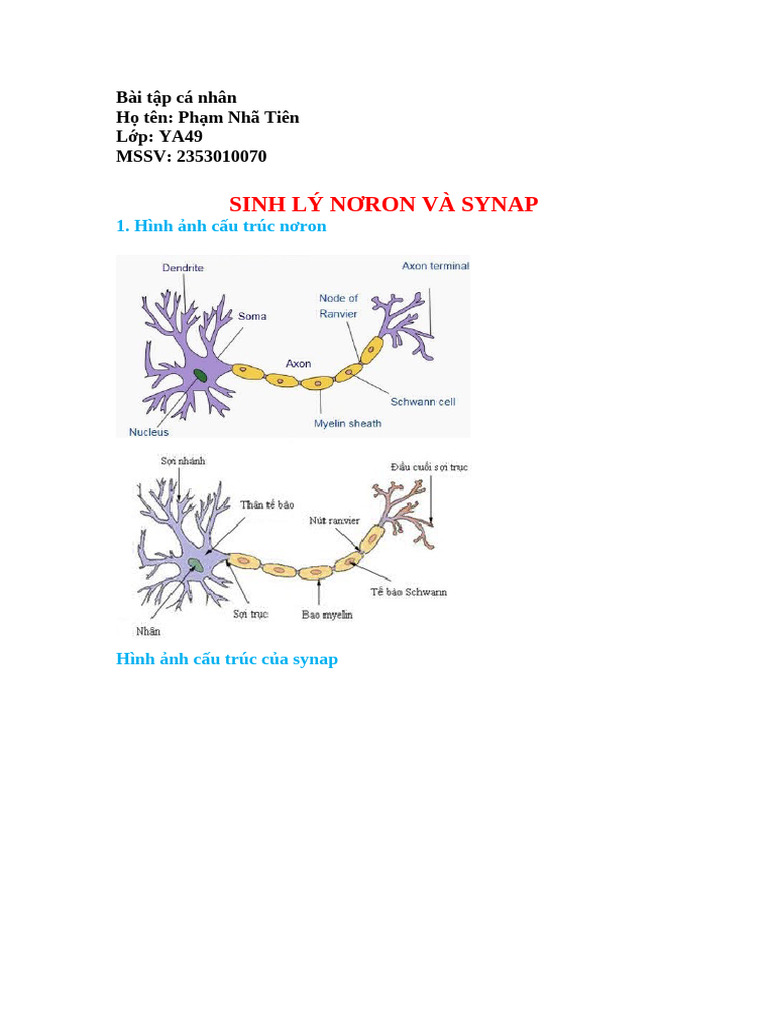 Sinh Lý Nơron Và Synap | PDF