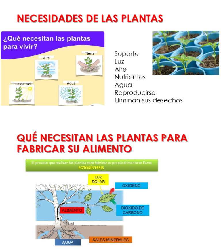 2.Necesidades_de_las_plantas | PDF