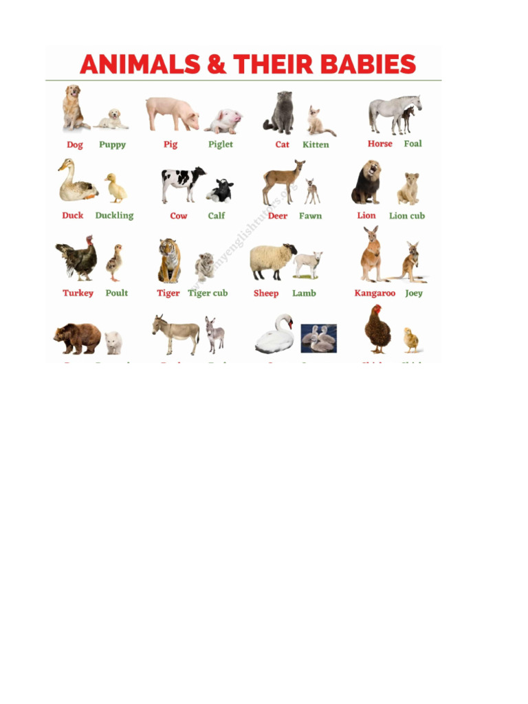Animals & Their Babies | PDF