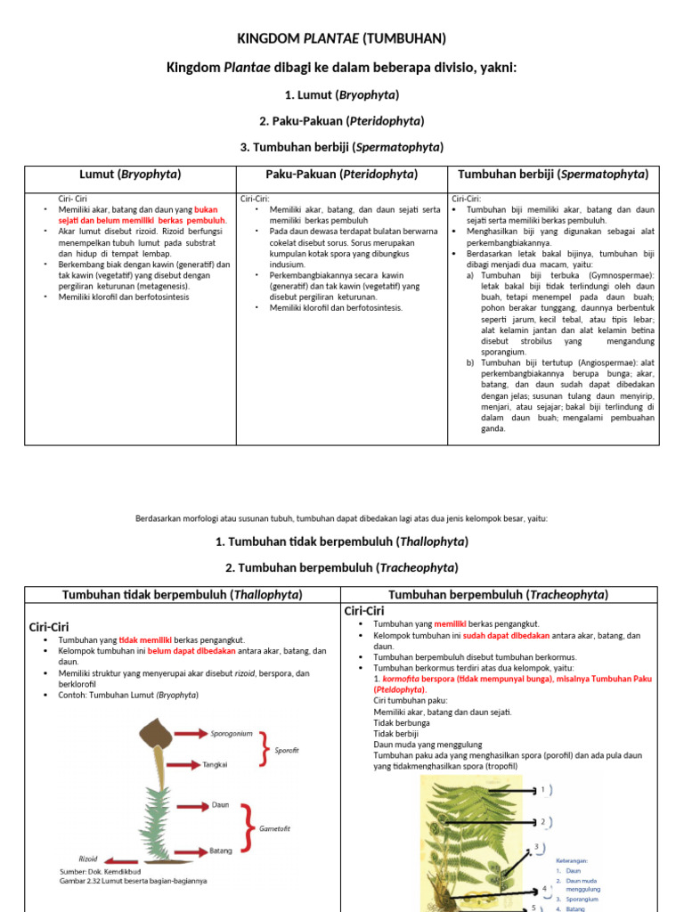 Kingdom Plantae | PDF