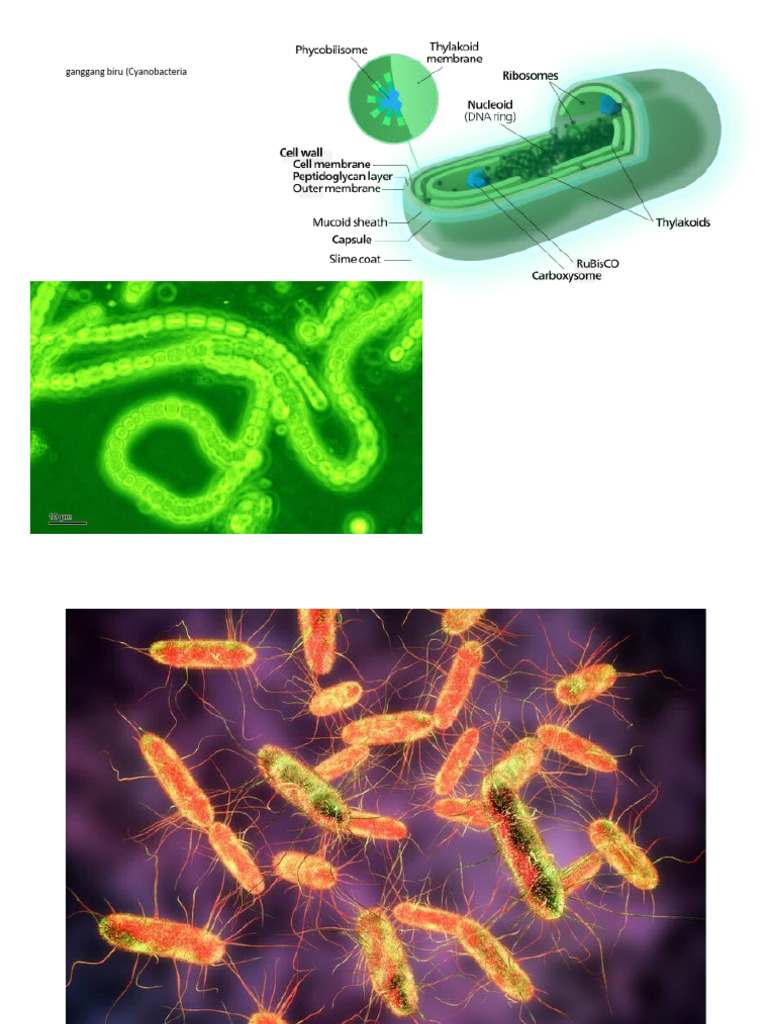 Gambar Protista | PDF