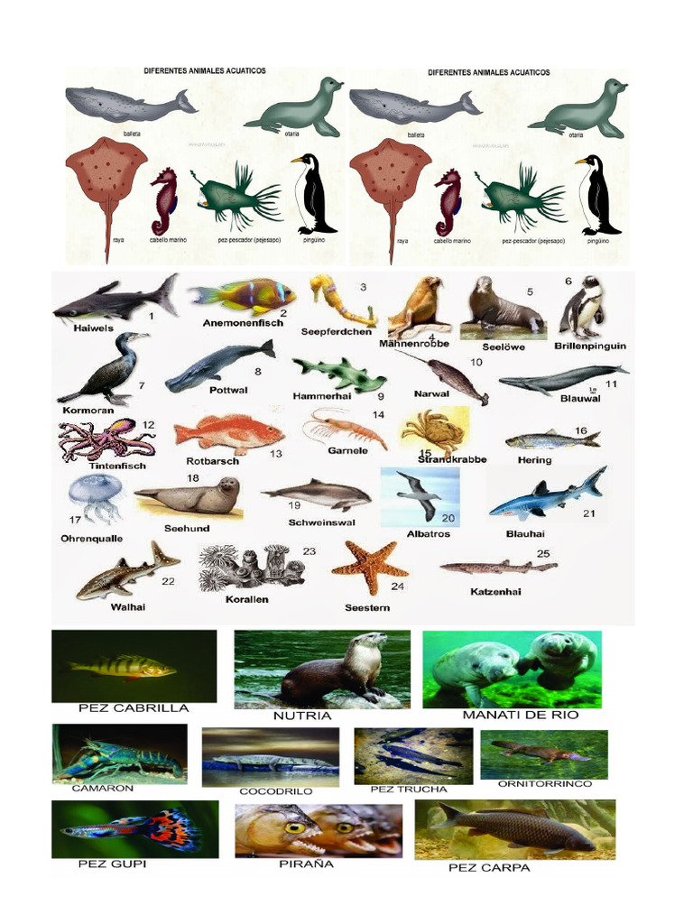Animales Acuáticos | PDF
