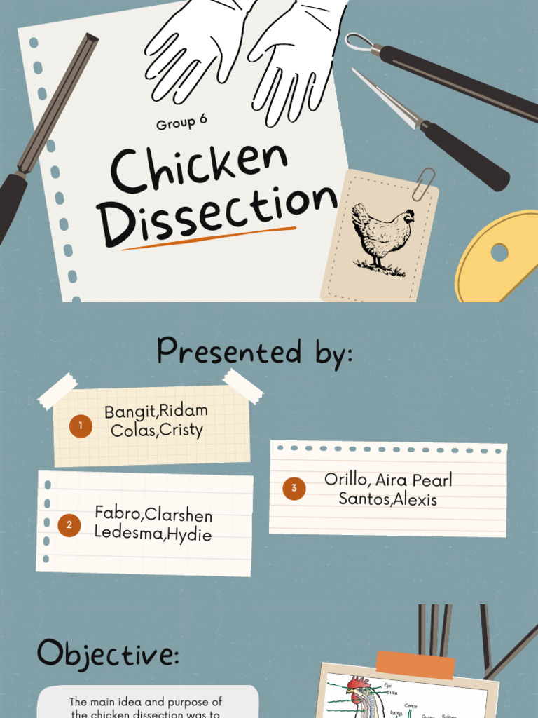 Chicken Dissection | PDF