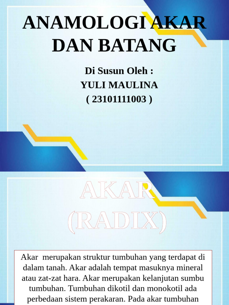 YULI MAULINA (23101111003) Anamologi Akar Dan Batang | PDF