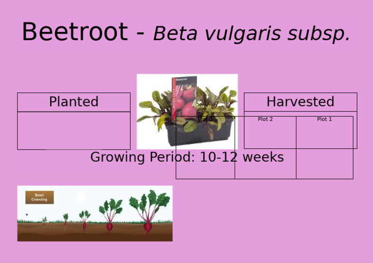 Beetroot Poster | PDF