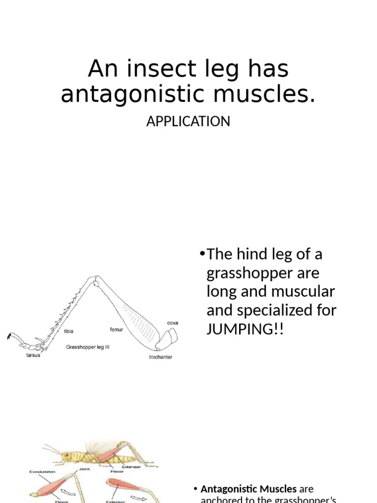 Grasshopper | PDF
