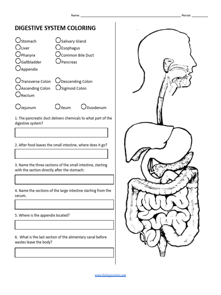 Digestive System Coloring (Human) | PDF