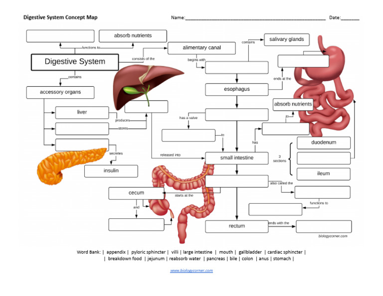 Digestive System Concept Map (New) | PDF