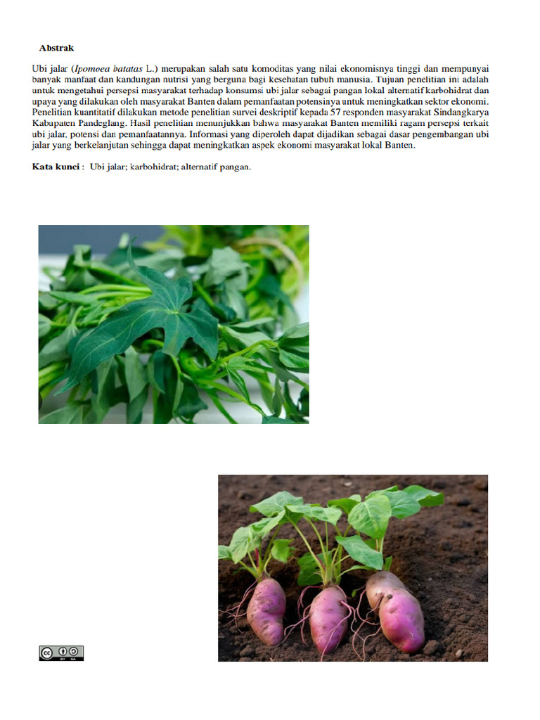 Manfaat Ubi Jalar Dalam Kehidupan Sehari-hari | PDF