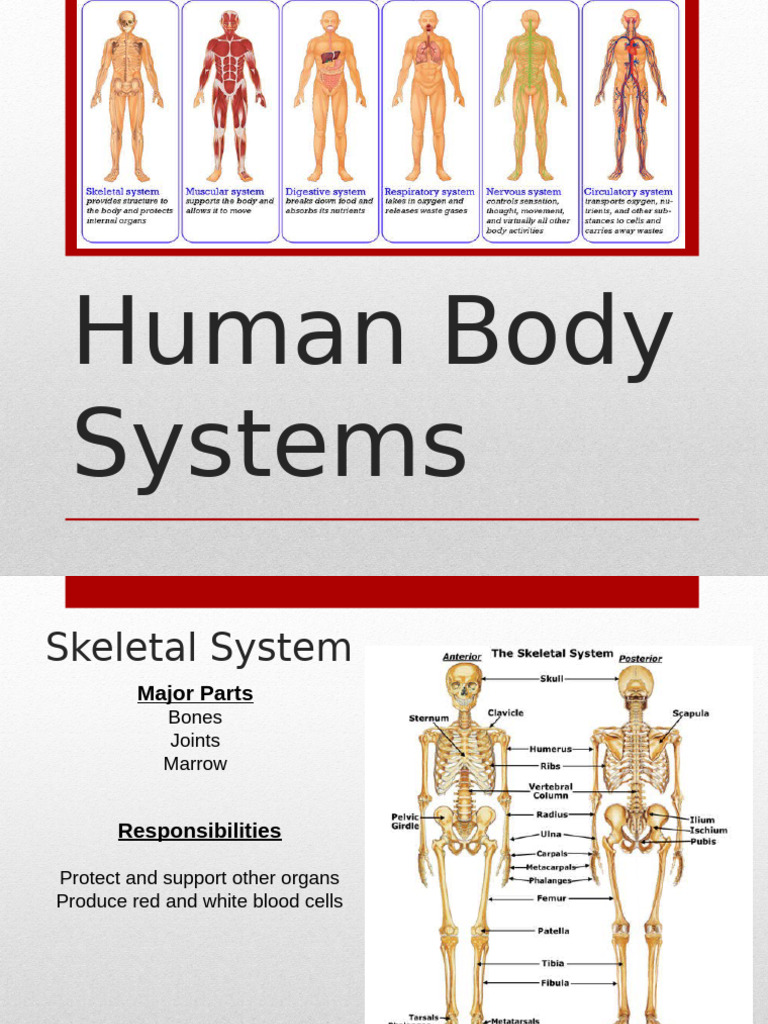 Human Body Systems | PDF