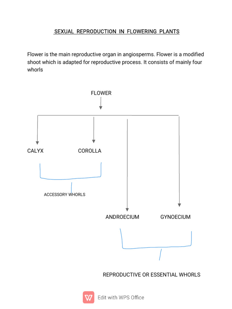 Sexual Reproduction in Flowers | PDF