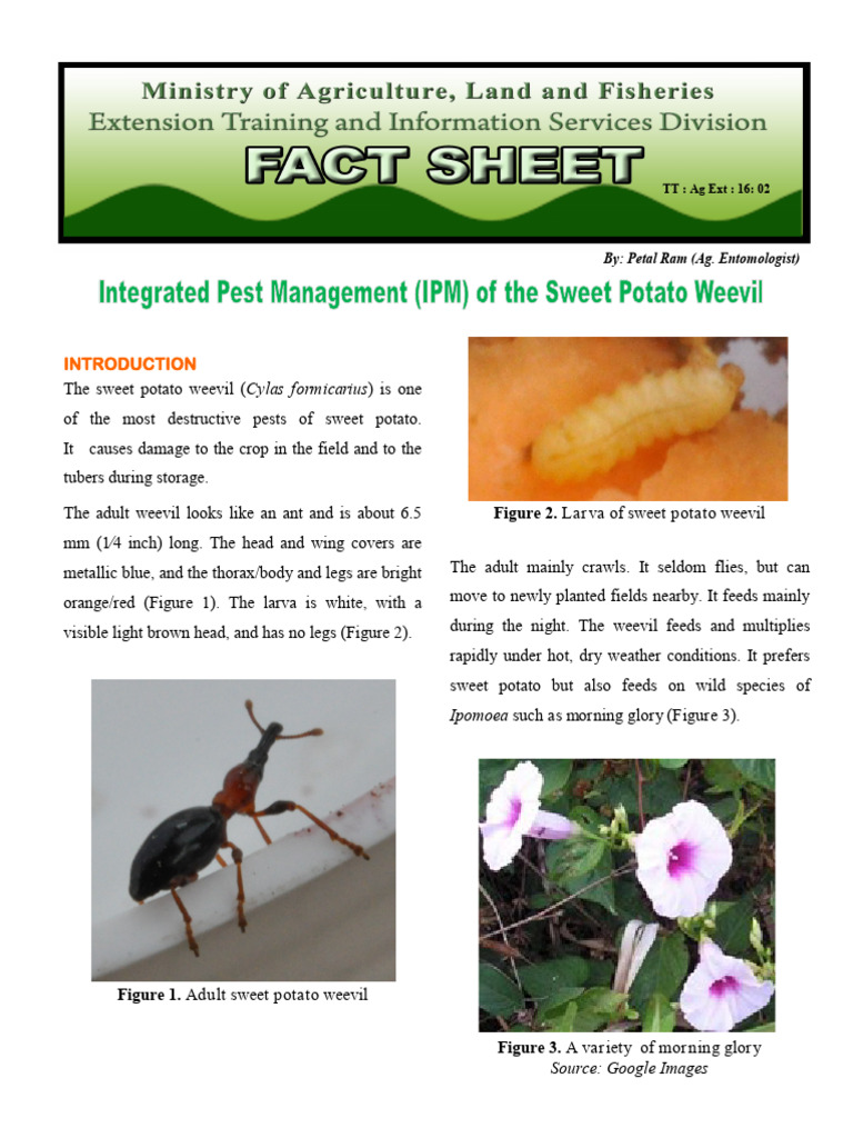 Integrated Pest Management IPM of The Sweet Potato Weevil | PDF ...