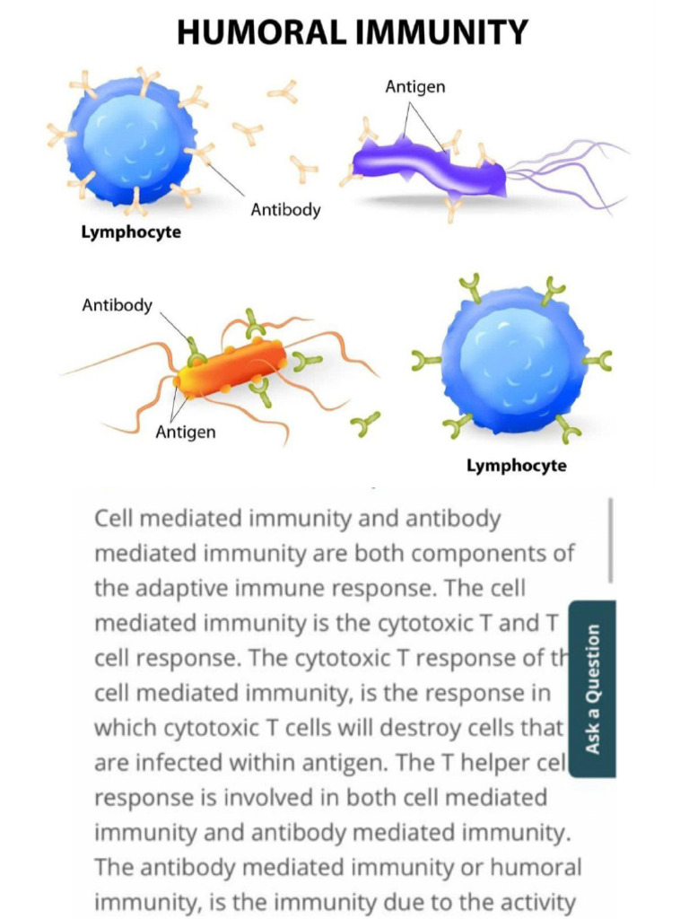 Comparison Between Cell Mediated and Antibody Mediated Immunity | PDF