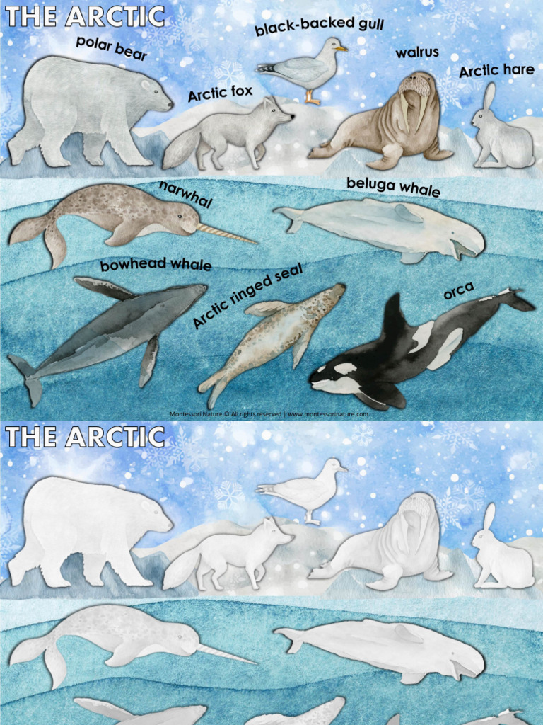 Arctic Animals Sorting Cards Montessori Nature Free Printable | PDF