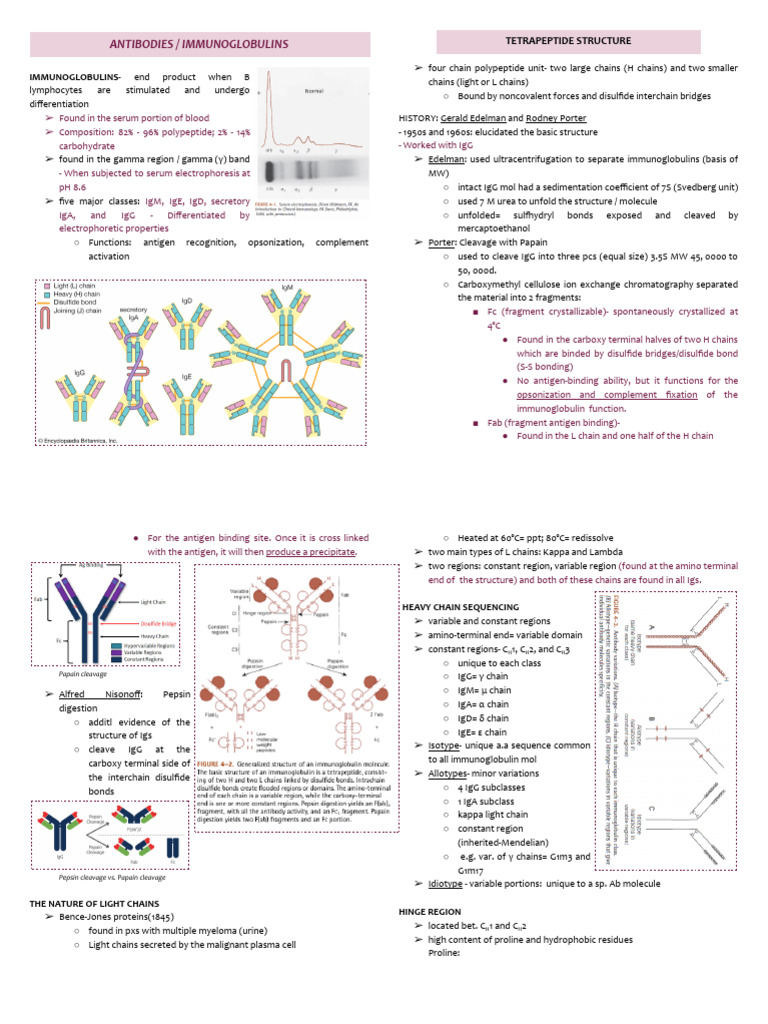 Lc4w4 - Antibodies - Immunoglobulins | PDF
