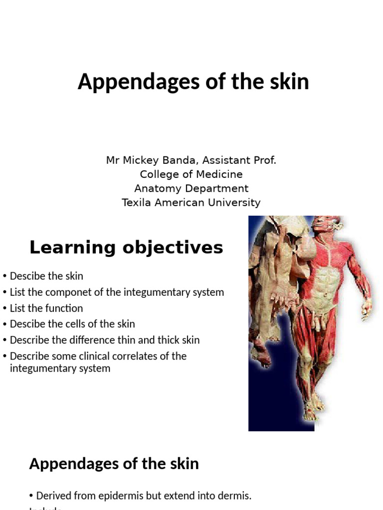 9b. Appendages of The Skin 3 | PDF