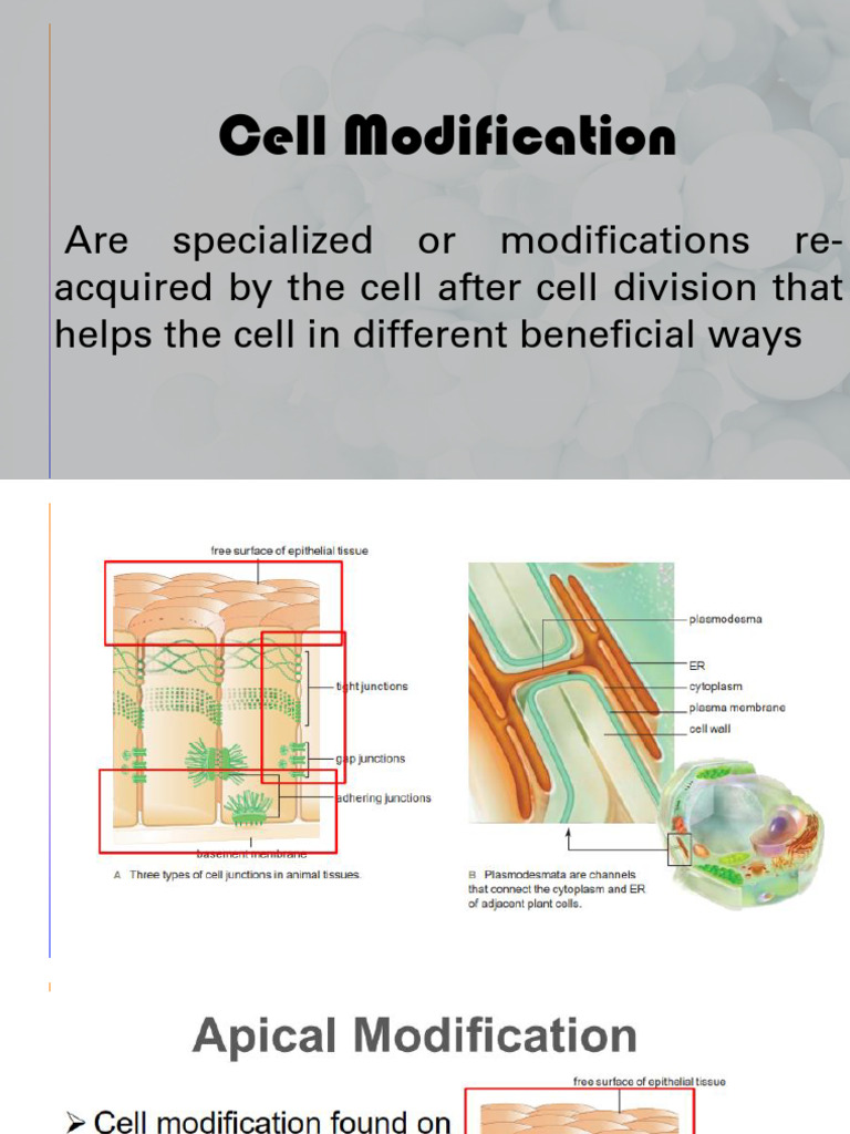 Cell Modification PDF 2 | PDF | Epithelium | Home & Garden