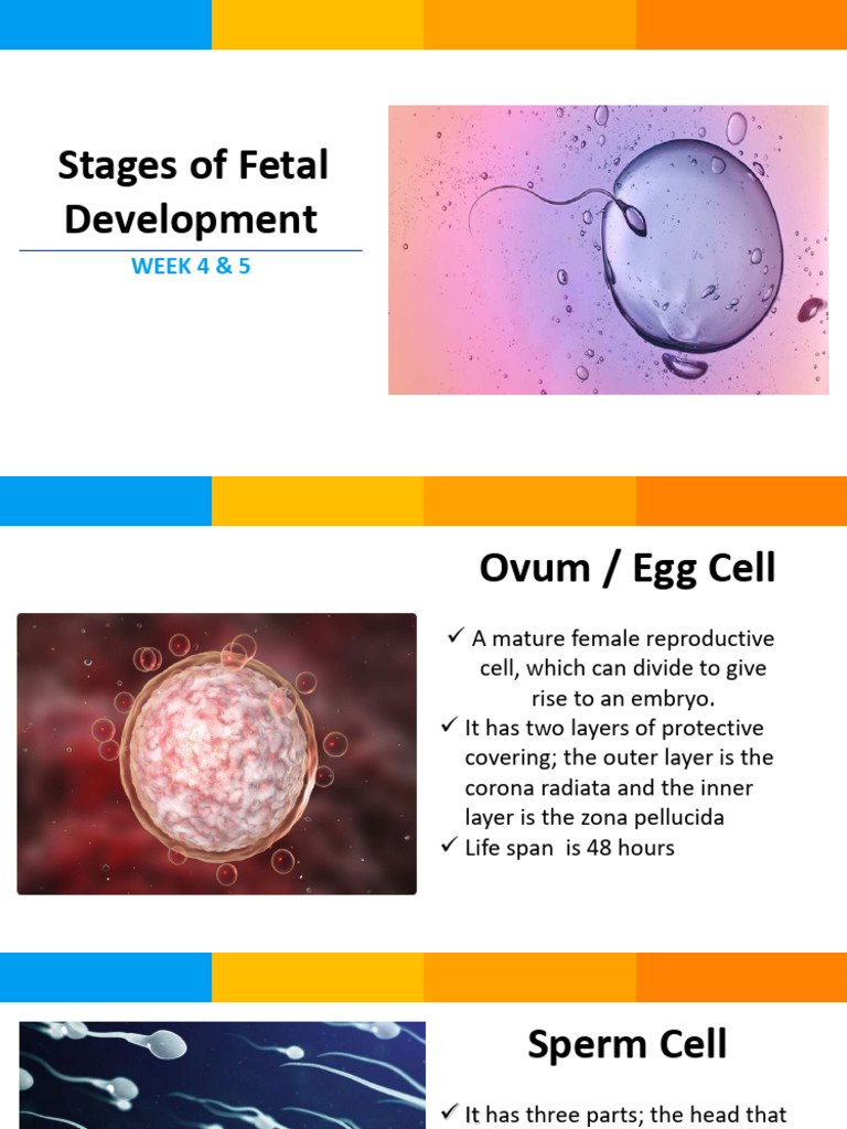 Week 45 Fetal Development | PDF