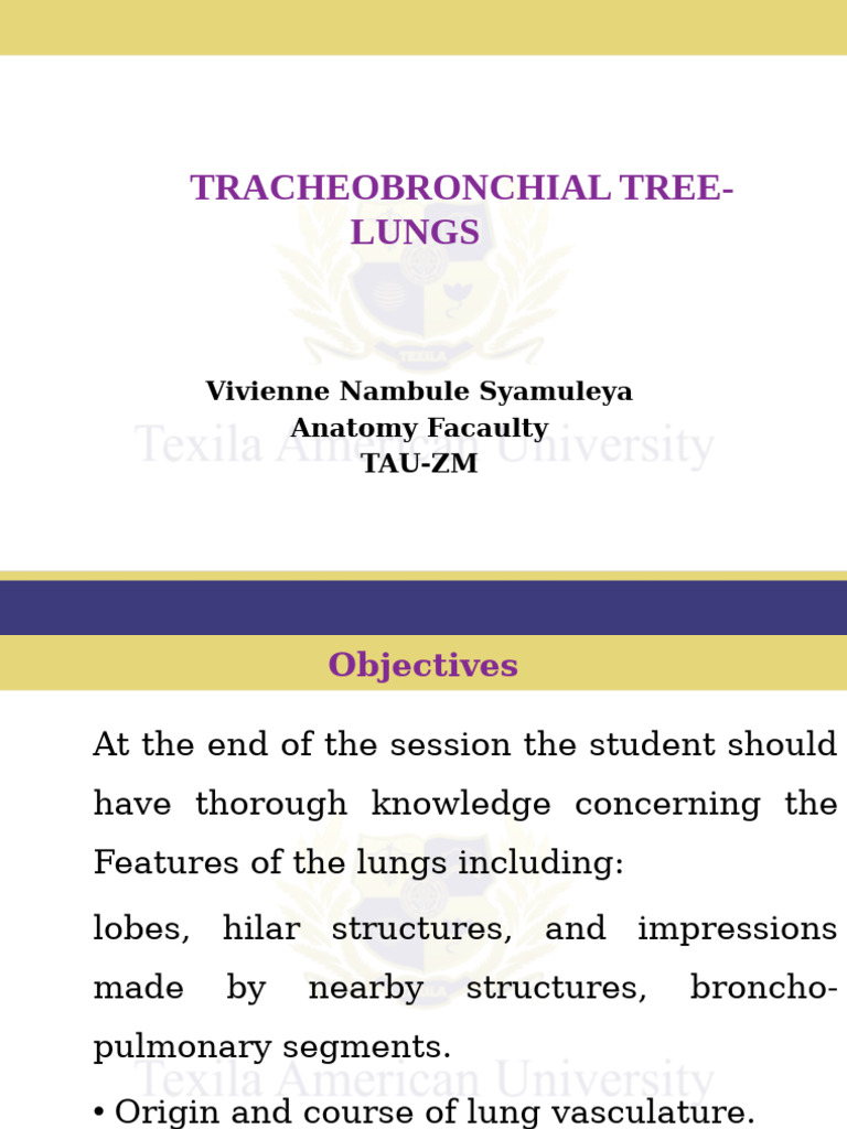 Bronchial Tree - Lungs | PDF