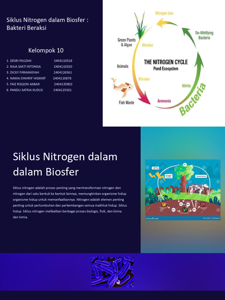 Siklus Nitrogen Dalam Biosfer | PDF