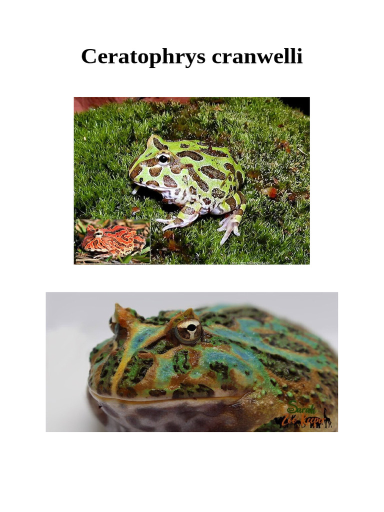 Ceratophrys Cranwelli | PDF