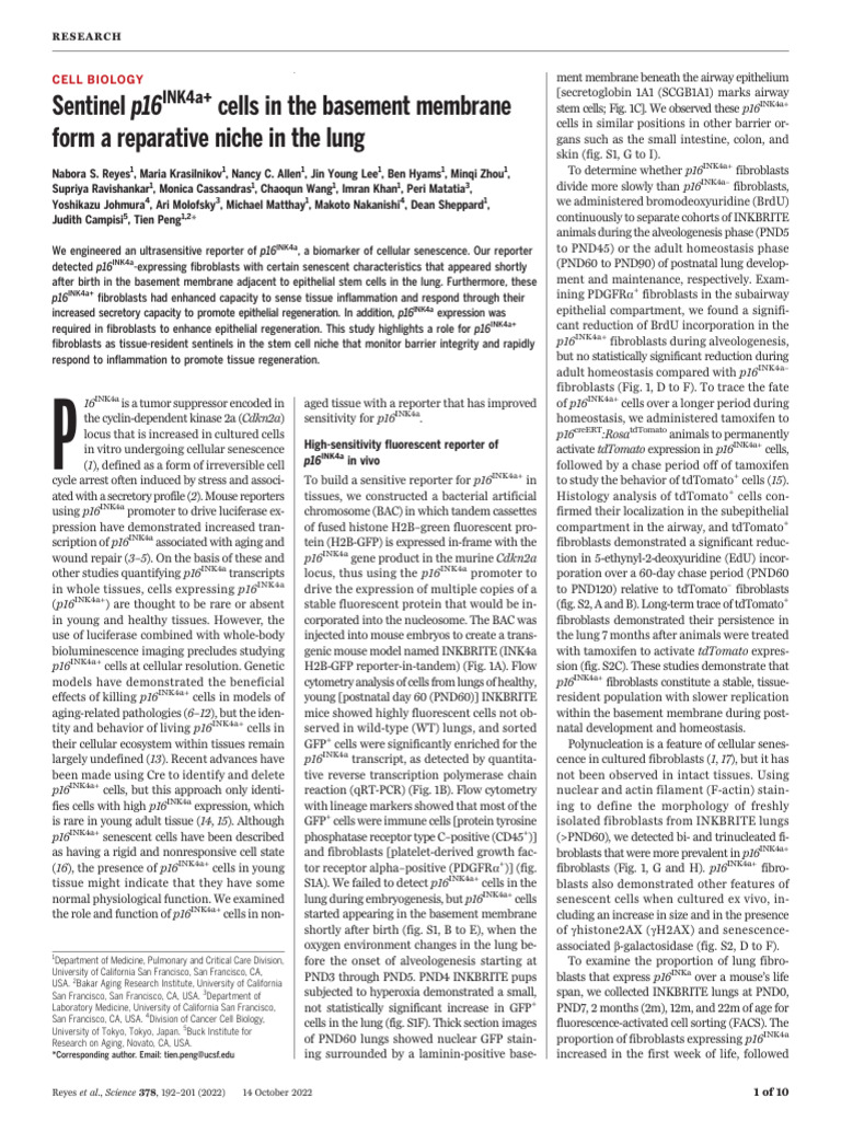 Sentinel p16INK4a+ Cells in The Basement Membrane Form A Reparative ...