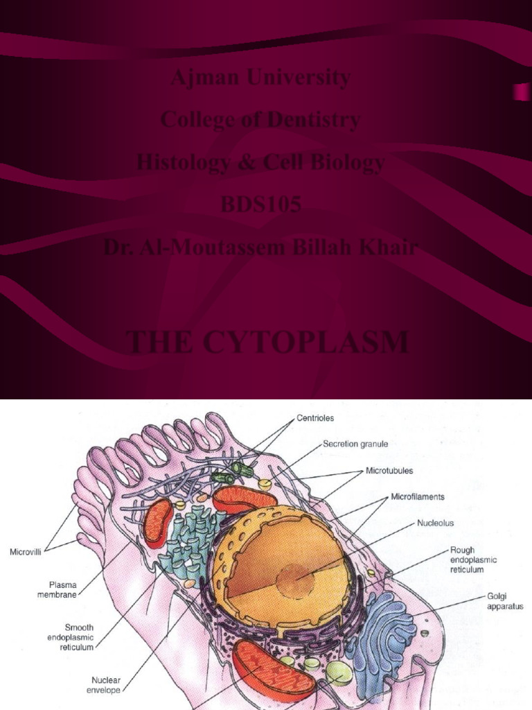 Cytoplasm | PDF
