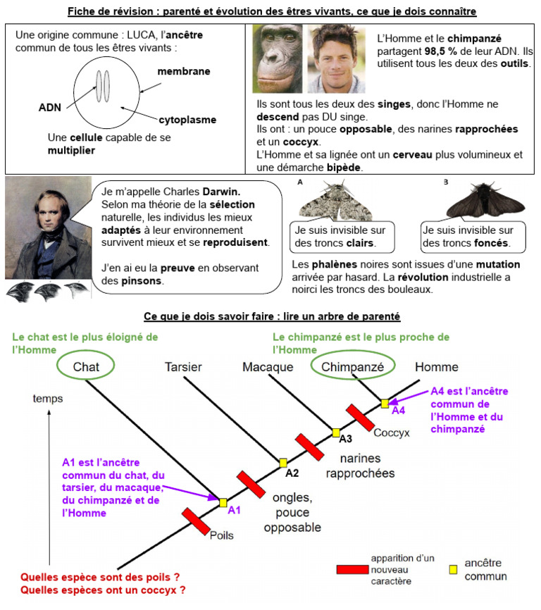 Fiche de Révision Parenté Et Évolution Des Êtres Vivants | PDF