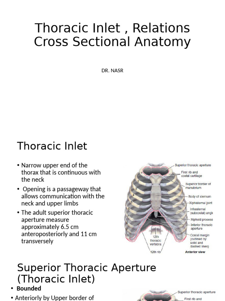 Thoracic Inlet | PDF