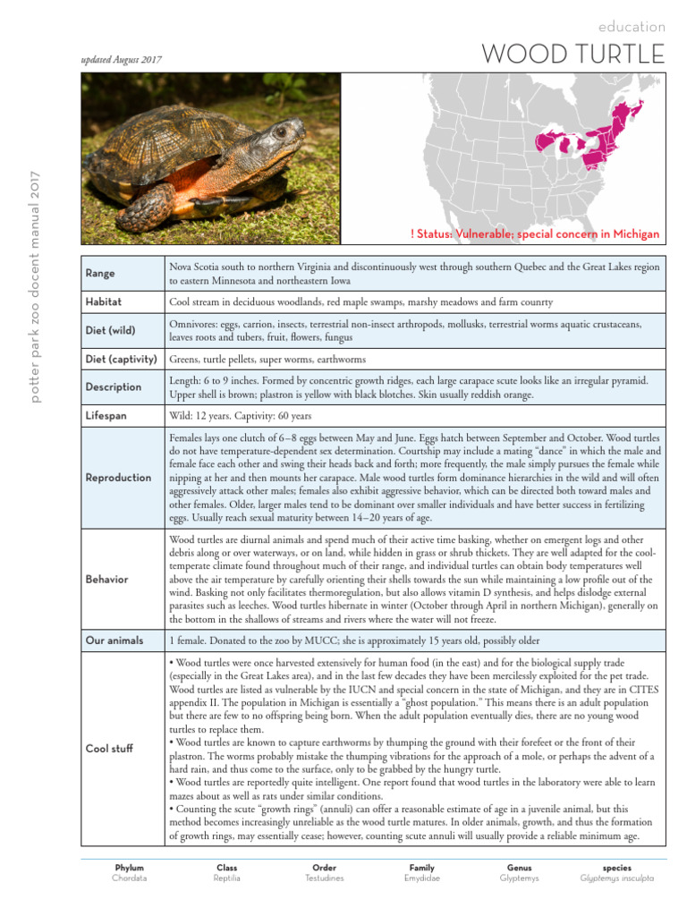 Wood Turtle | PDF