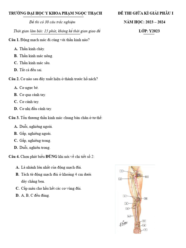 ĐỀ THI GIỮA KÌ GIẢI PHẪU I Y24 | PDF