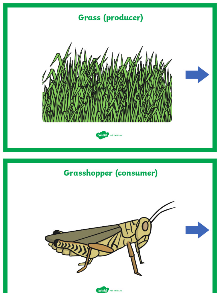 Au t2 s 045 Food Chain Display Posters Ver 3 | PDF