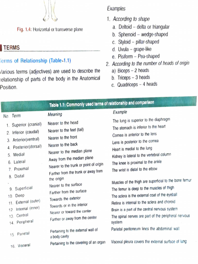 anatomical terms | PDF | Anatomical Terms Of Motion | Anatomical Terms ...