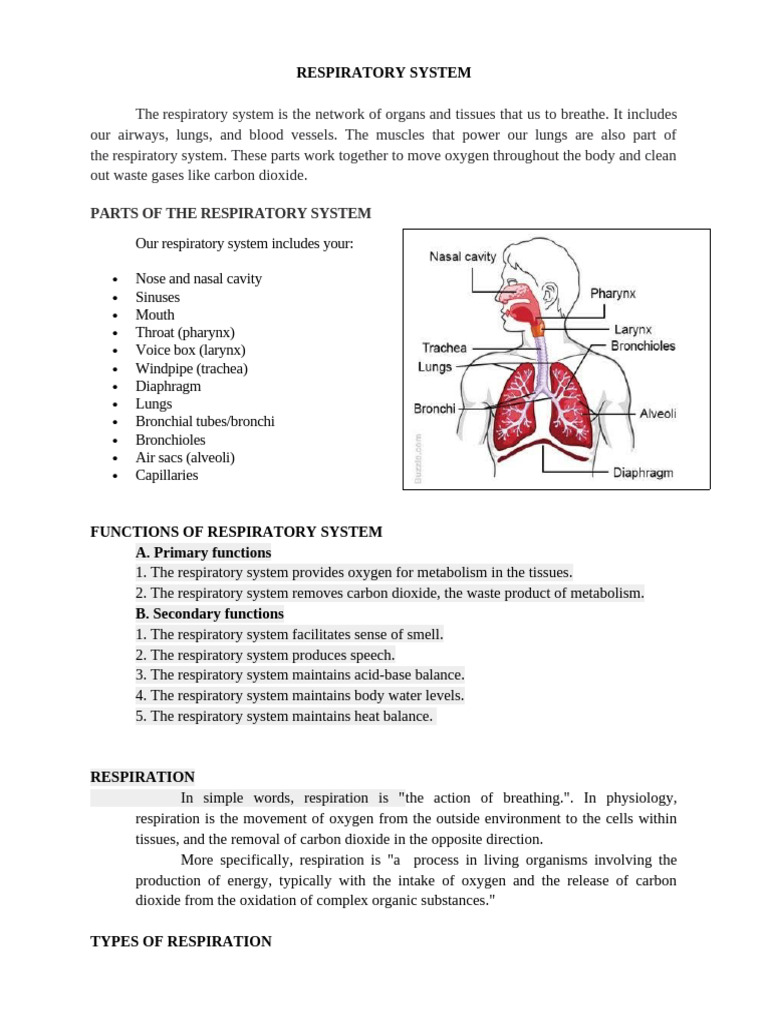 Respiratory System 1 | PDF