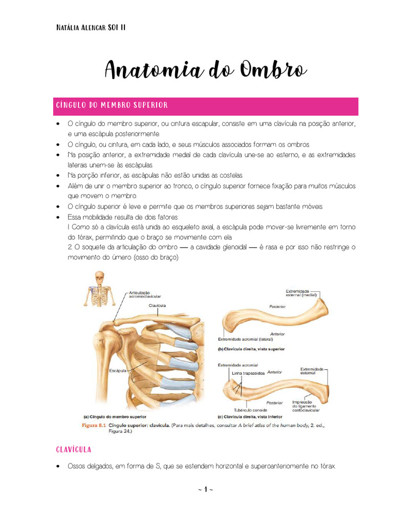 Anatomia Do Ombro | PDF