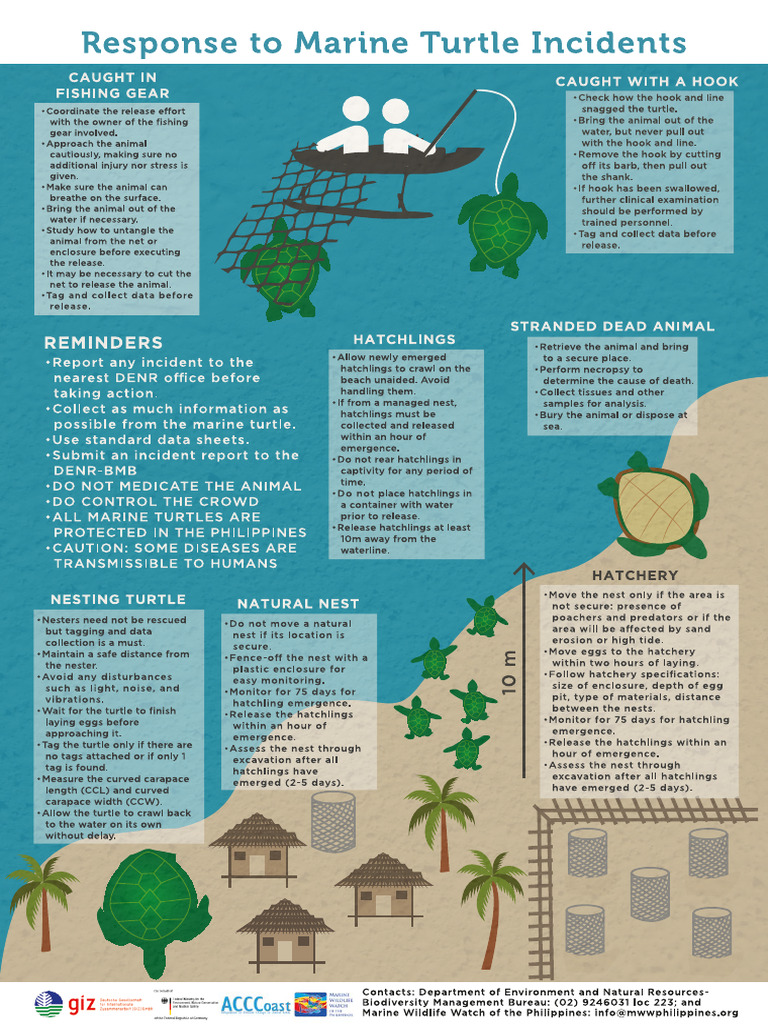 Marine Turtles | PDF