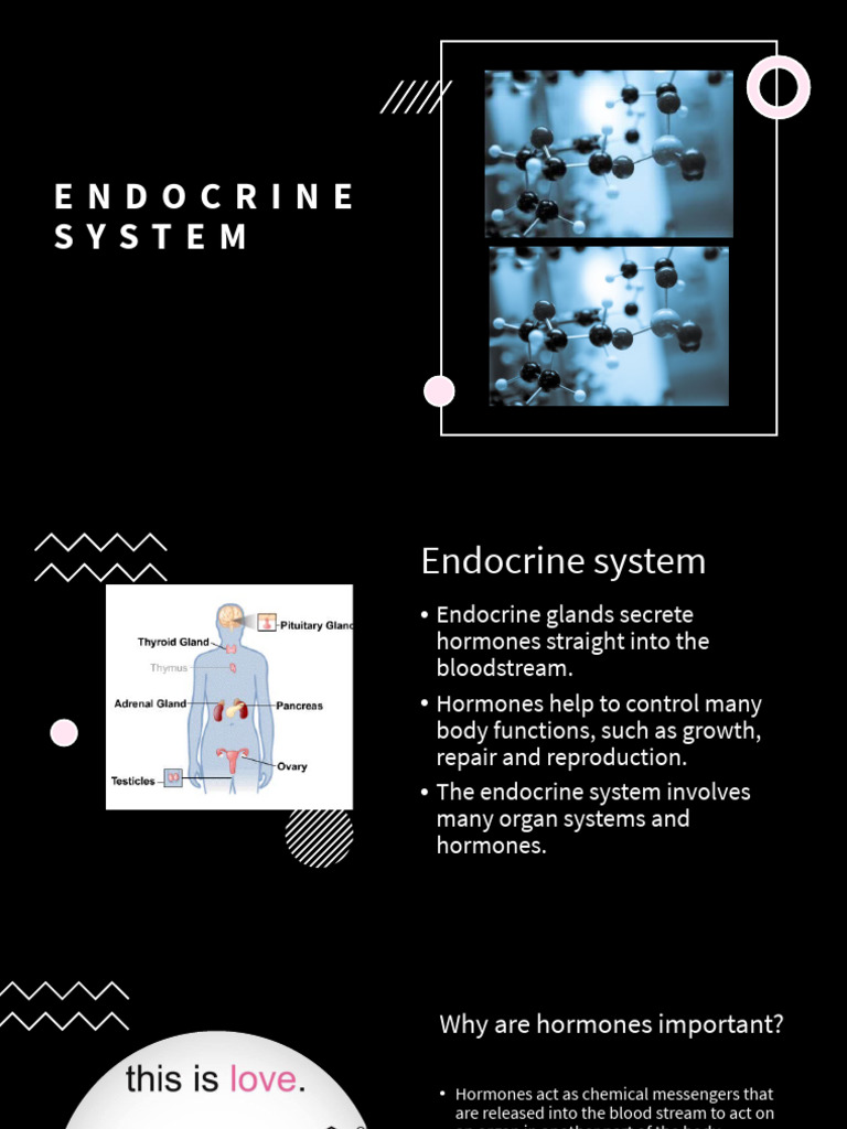 Endocrine System | PDF