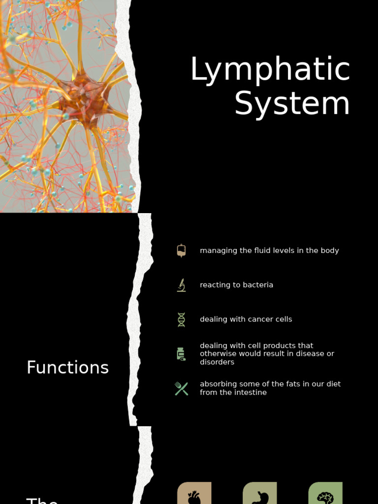 Lymphatic System | PDF
