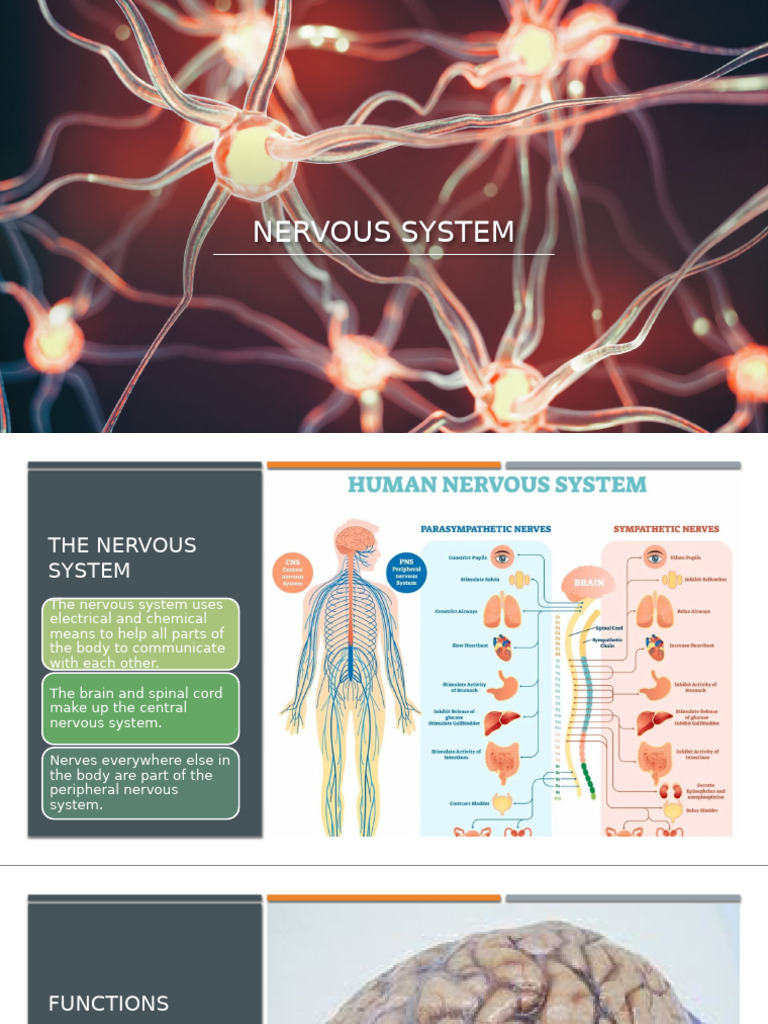 Nervous System | PDF