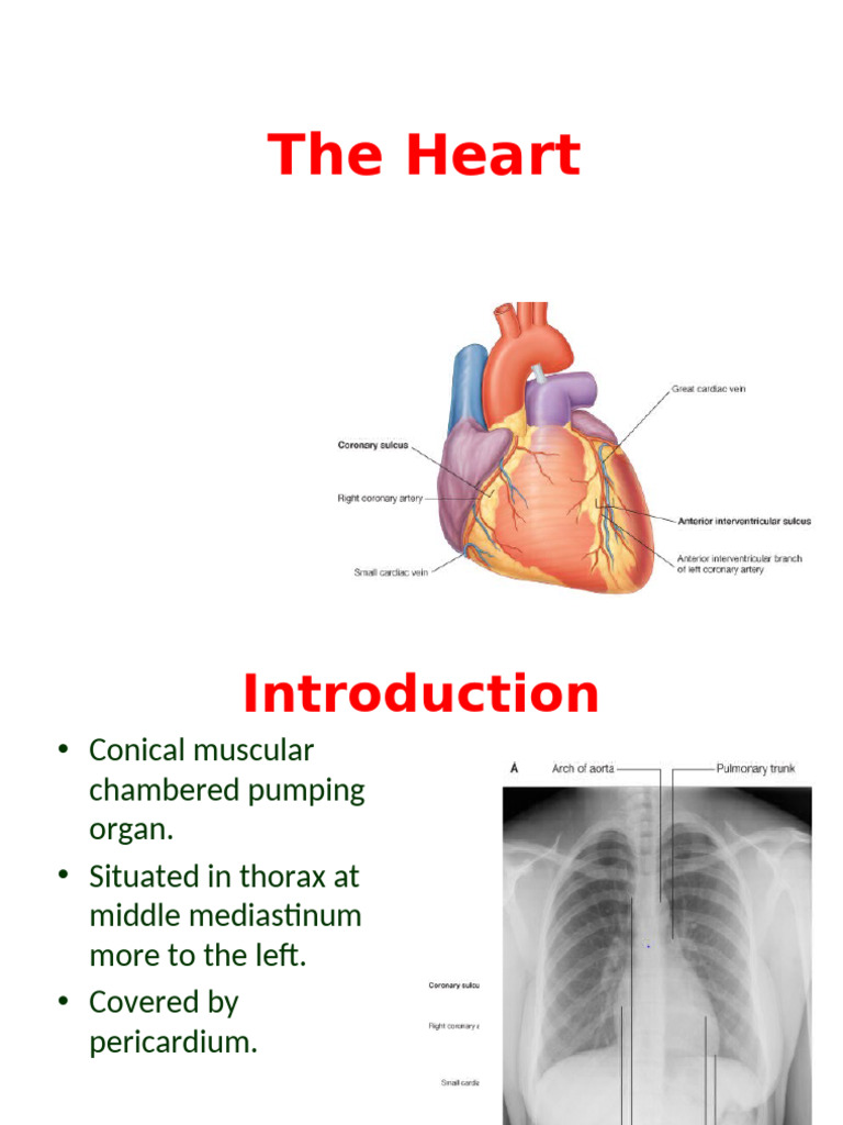 External Features of Heart | PDF