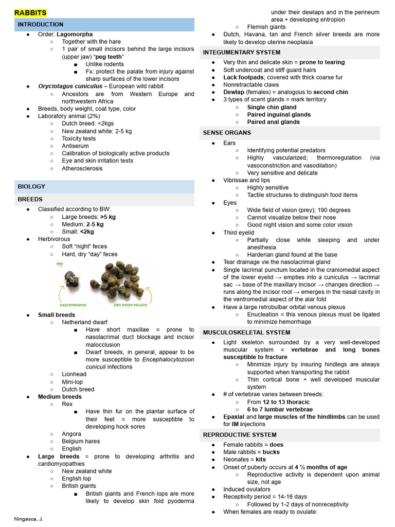 Lab Animal Medicine - Rabbits | PDF