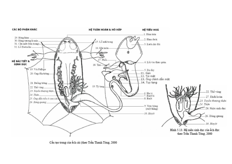 Hinh 5.12-5.13. Cau Tao Trong Ech Dong | PDF
