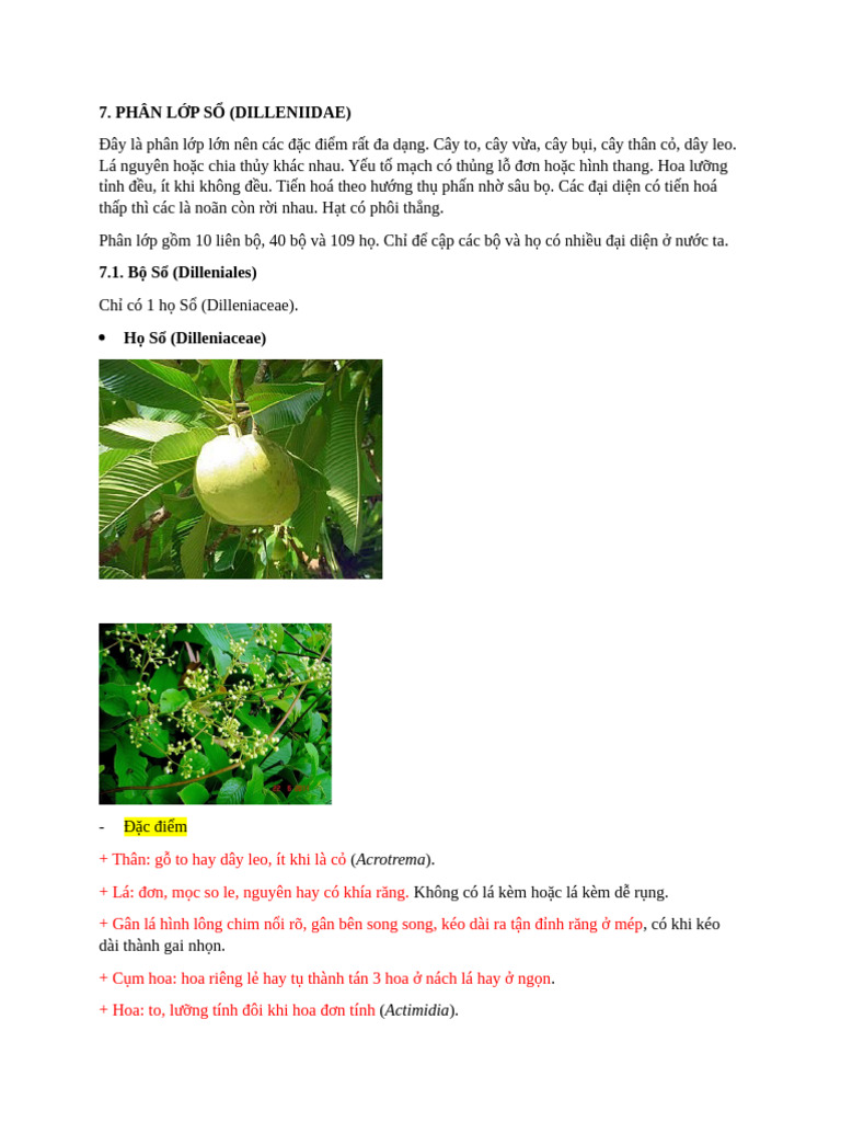 Phân L P S (Dilleniidae) : Acrotrema | PDF