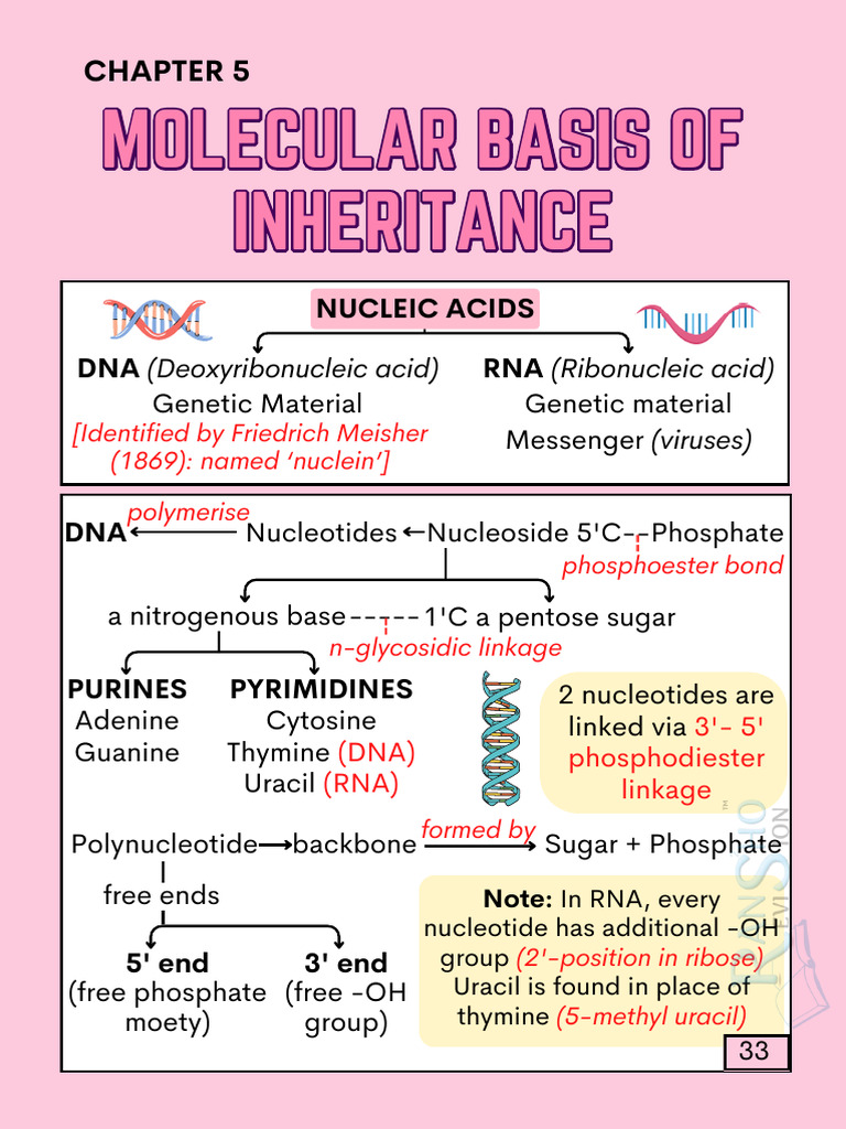 Molecular Basis of Inheritance | PDF