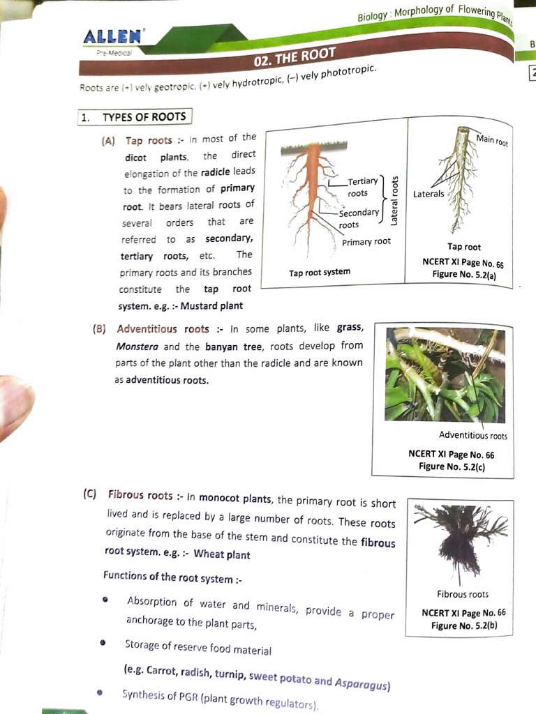Morphology Part 1 Pdf